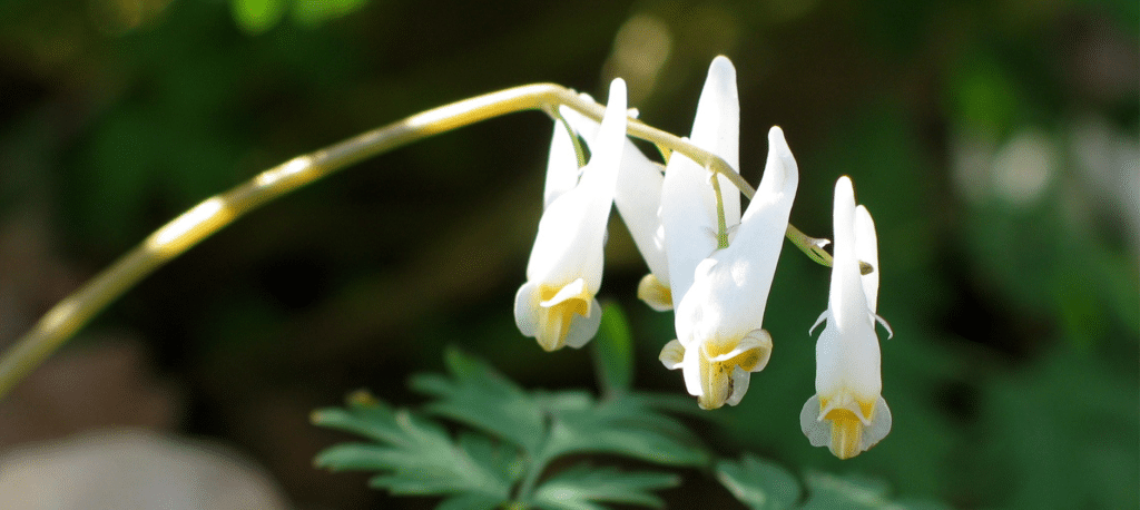 An Illustrated Guide to Spring Ephemerals - Marvel