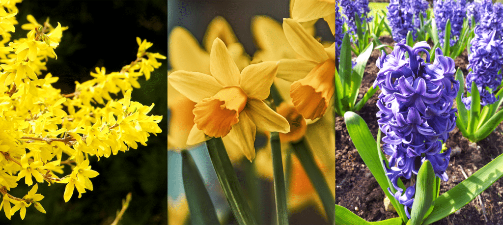 An Illustrated Guide to Spring Ephemerals - Marvel