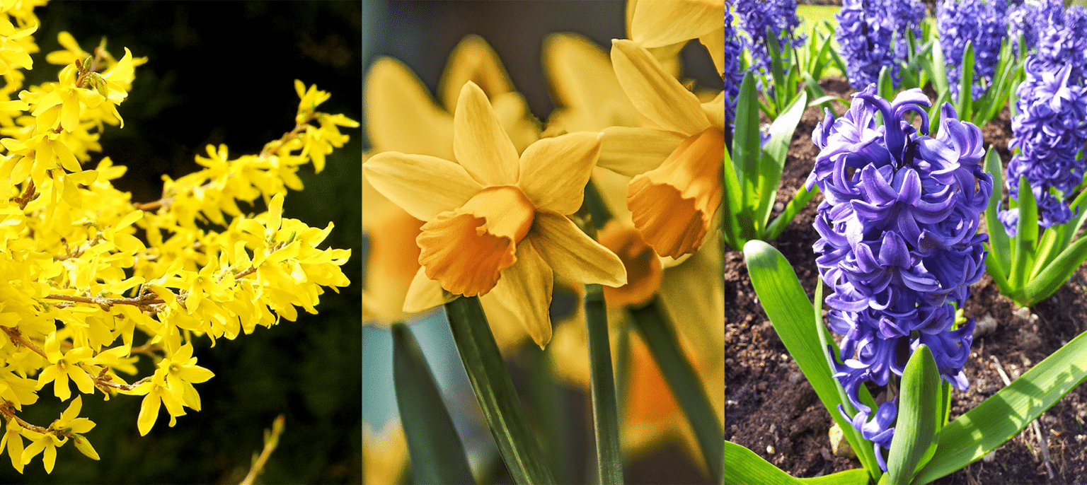 An Illustrated Guide to Spring Ephemerals - Marvel