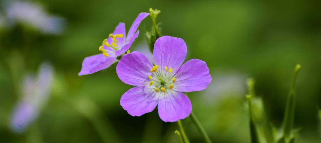 An Illustrated Guide to Spring Ephemerals - Marvel